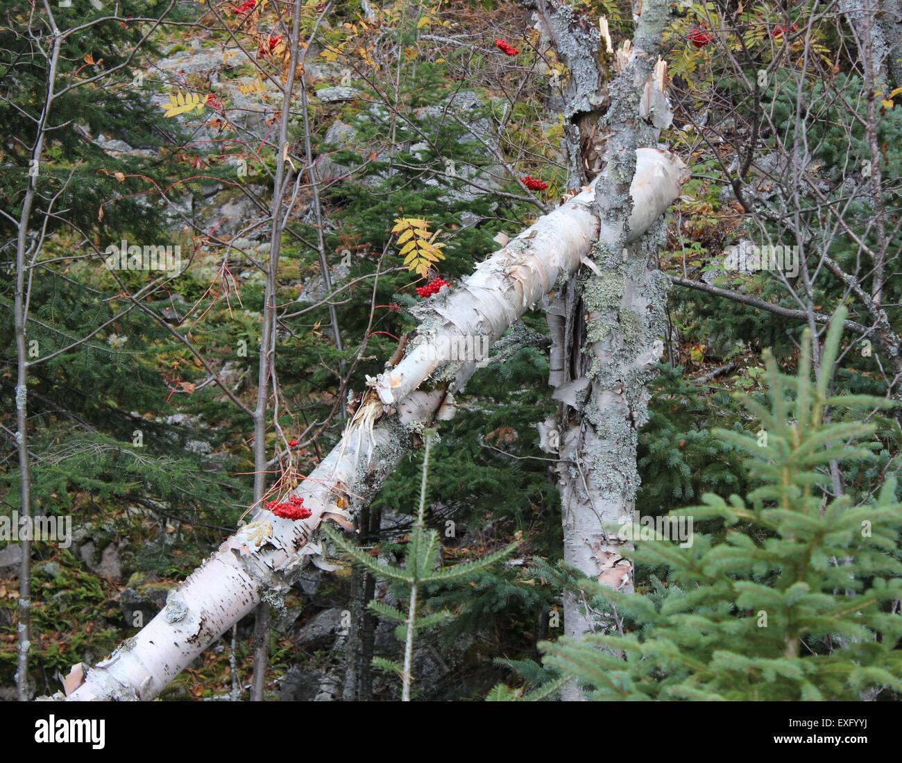 Birch tree scene with pines and Mountain Ash tree berries Stock Photo ...