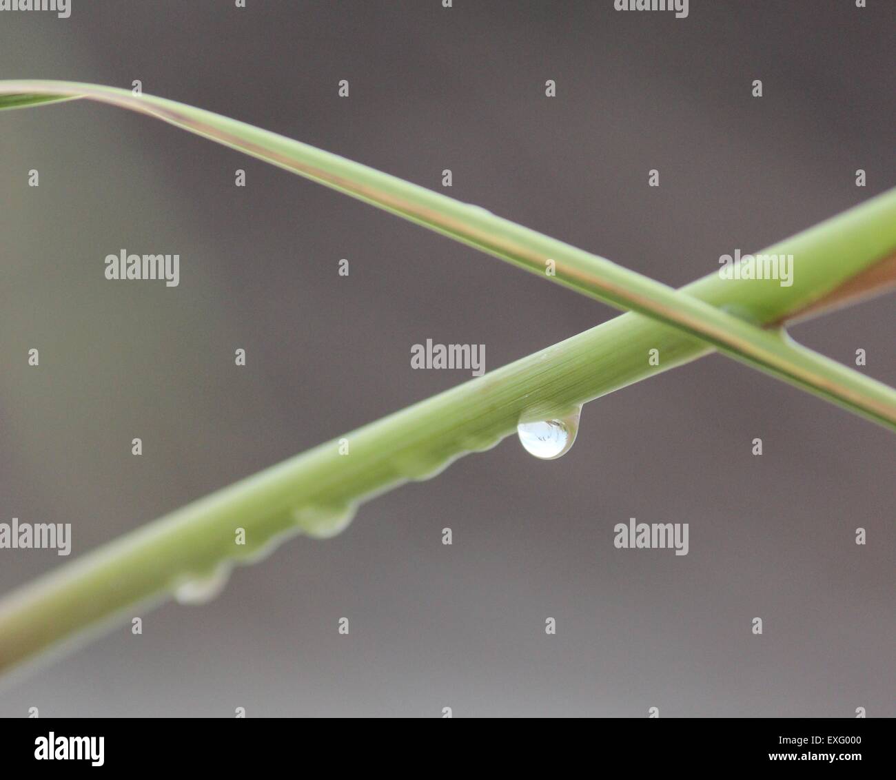 Dewdrop plant hi-res stock photography and images - Alamy