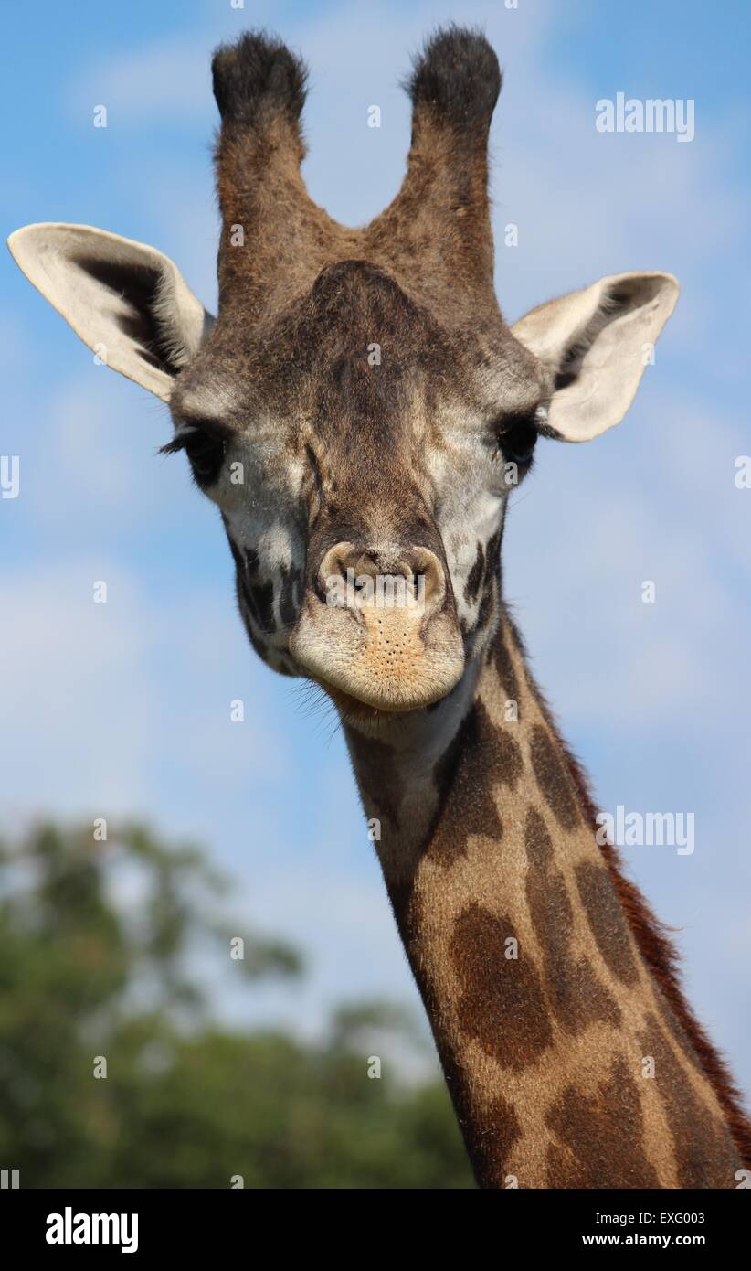 Scoping hi-res stock photography and images - Alamy