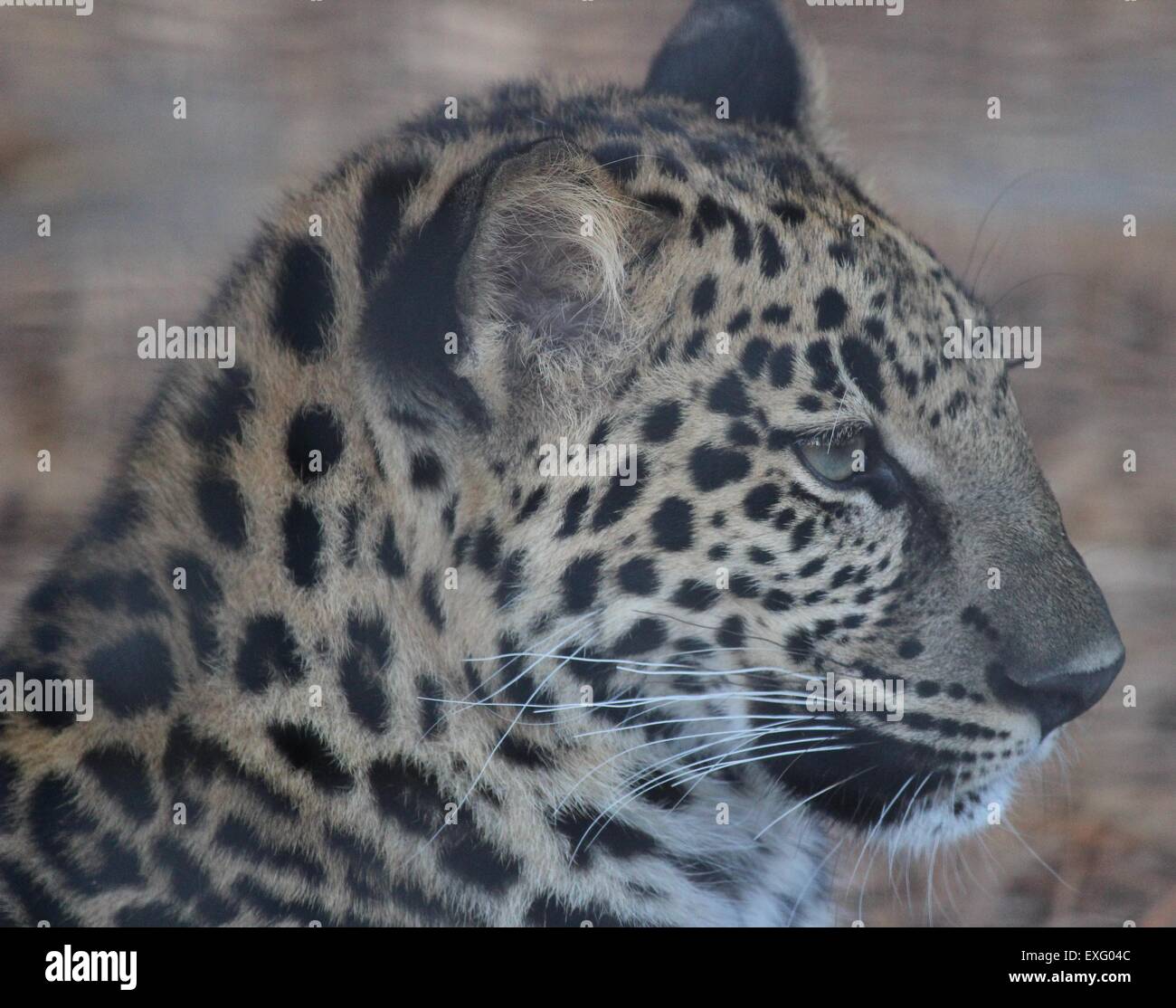Leopard relaxing in the summer shade Stock Photo - Alamy
