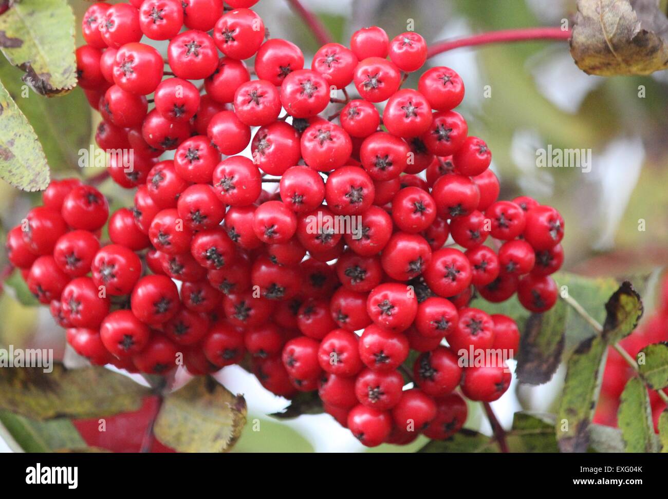 Bright red berries of the American mountain-ash tree (Sorbus americana ...