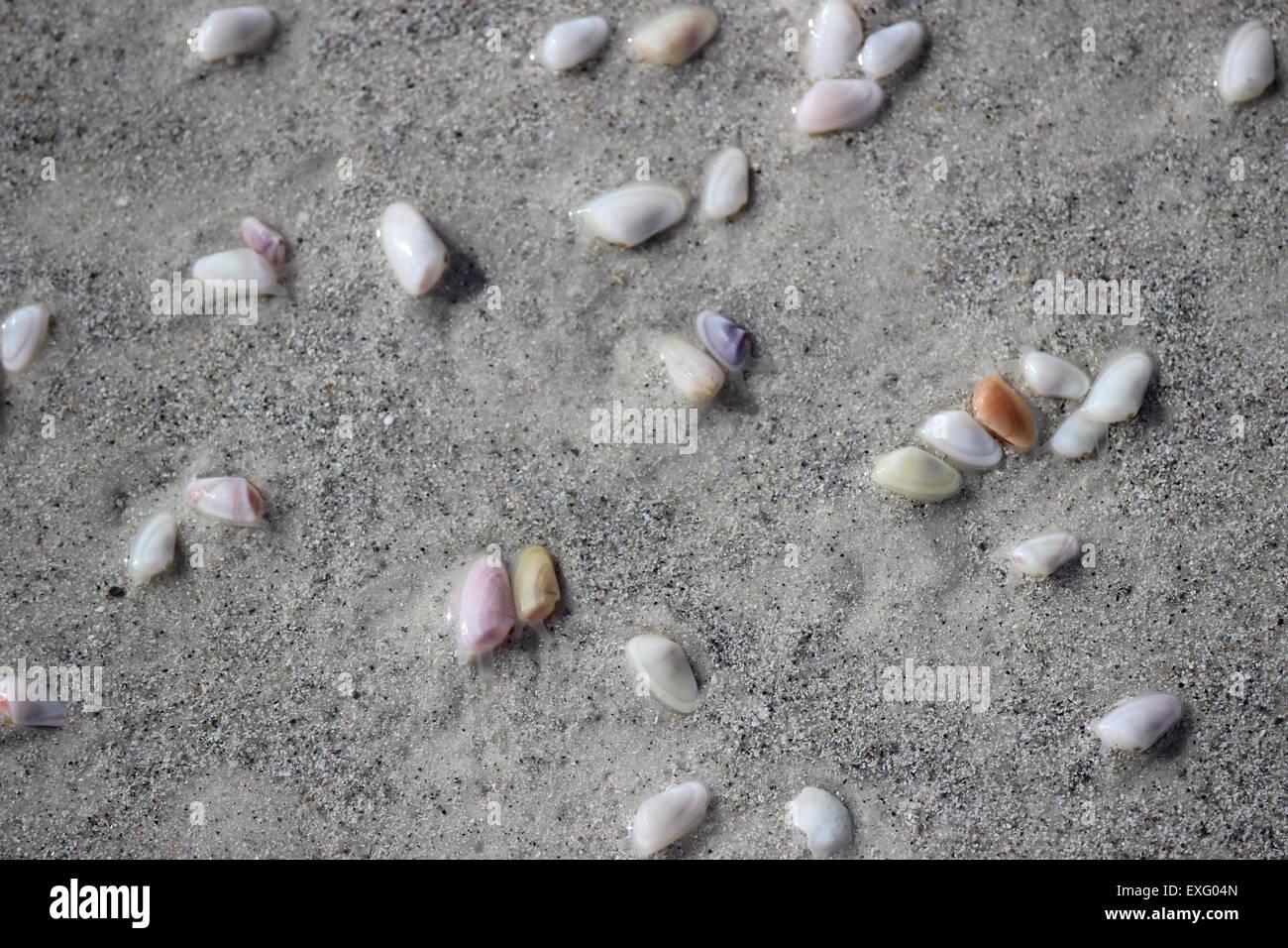 Coquina shells hi-res stock photography and images - Alamy