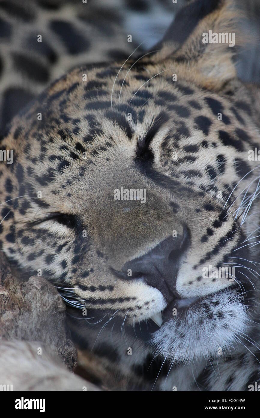Leopard relaxing in the summer sun Stock Photo - Alamy