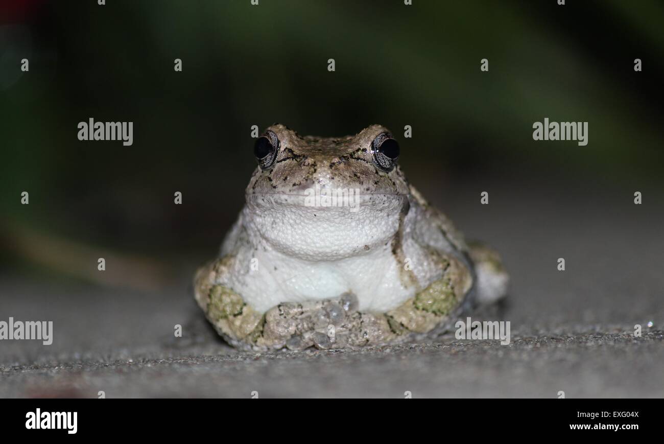 Gray tree frog waiting for a meal Stock Photo - Alamy