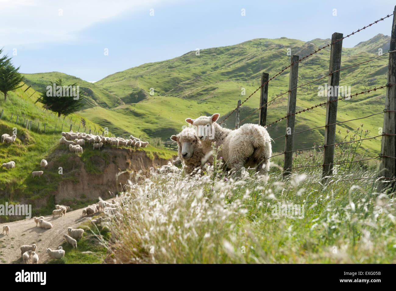 Sheep farming, New Zealand two lambs looking back from fence hill ...