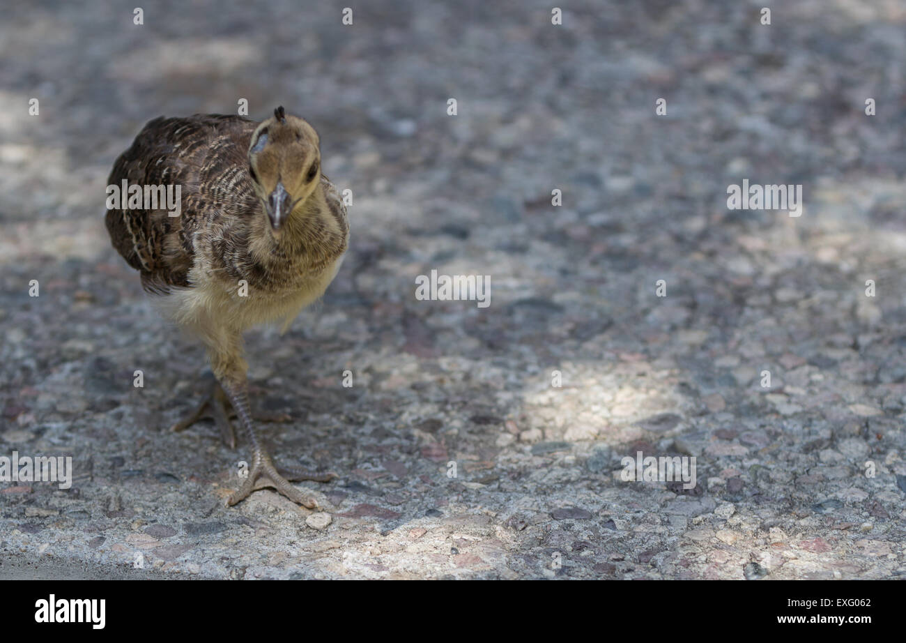 Baby peacock hi-res stock photography and images - Alamy