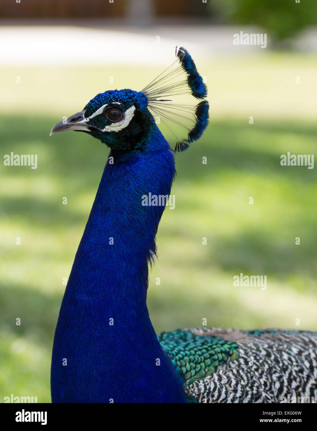 Male peacock living wild in Southern California Stock Photo - Alamy