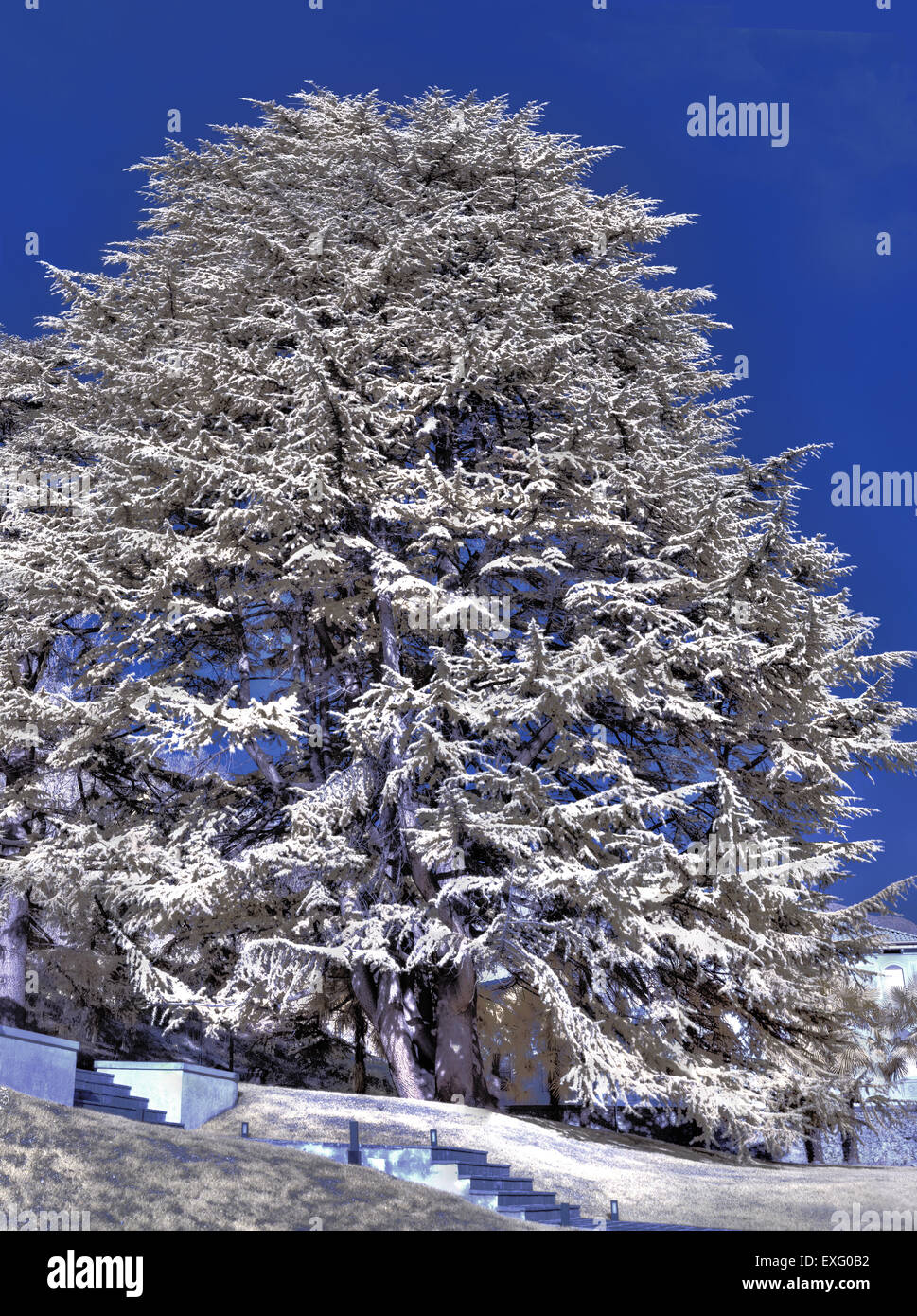 Himalayan cedar tree Stock Photo - Alamy
