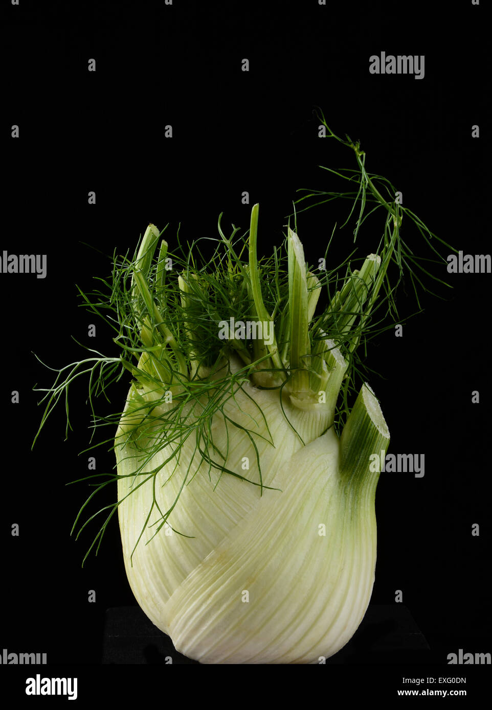 Fennel bulb hi-res stock photography and images - Alamy