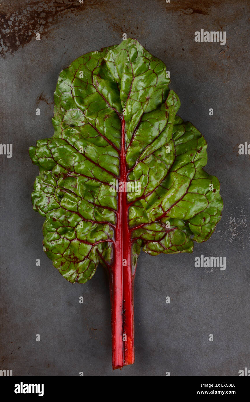 A single stalk and leaf of organic red chard on a metal baking sheet ...