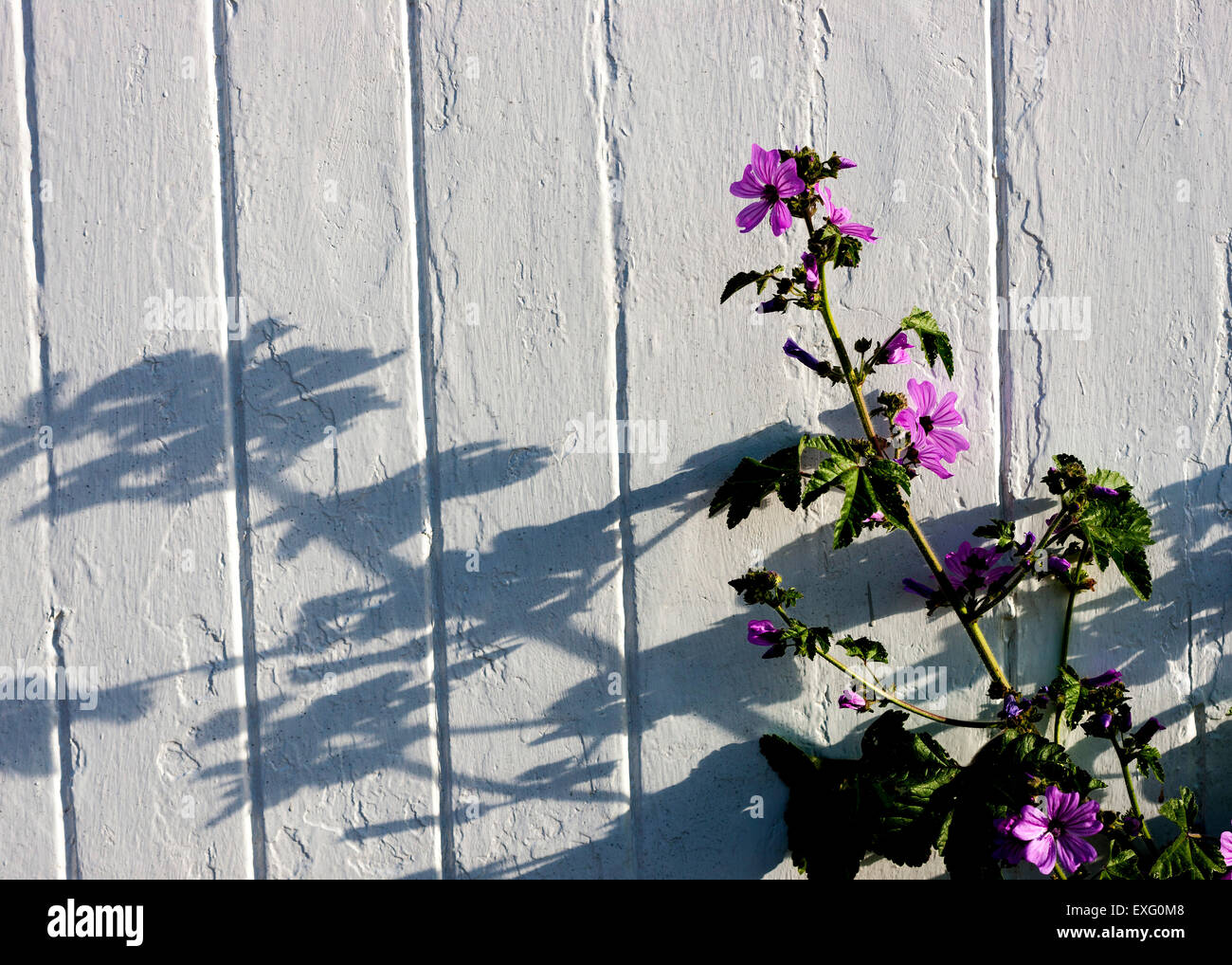 Common mallow plant and shadow by beach hut Stock Photo - Alamy