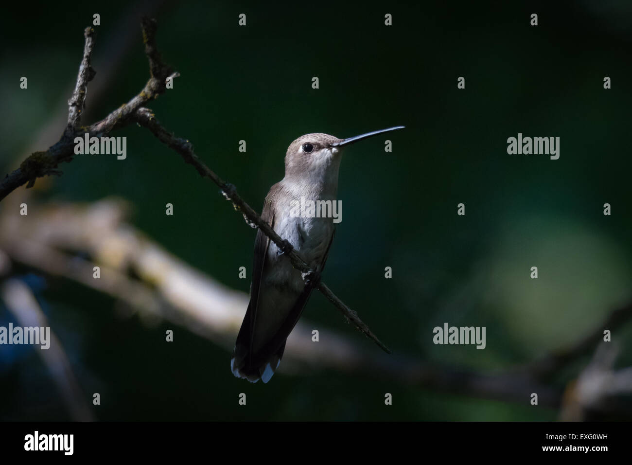 Hummingbird perched on limb while ray of light shines over it's body ...
