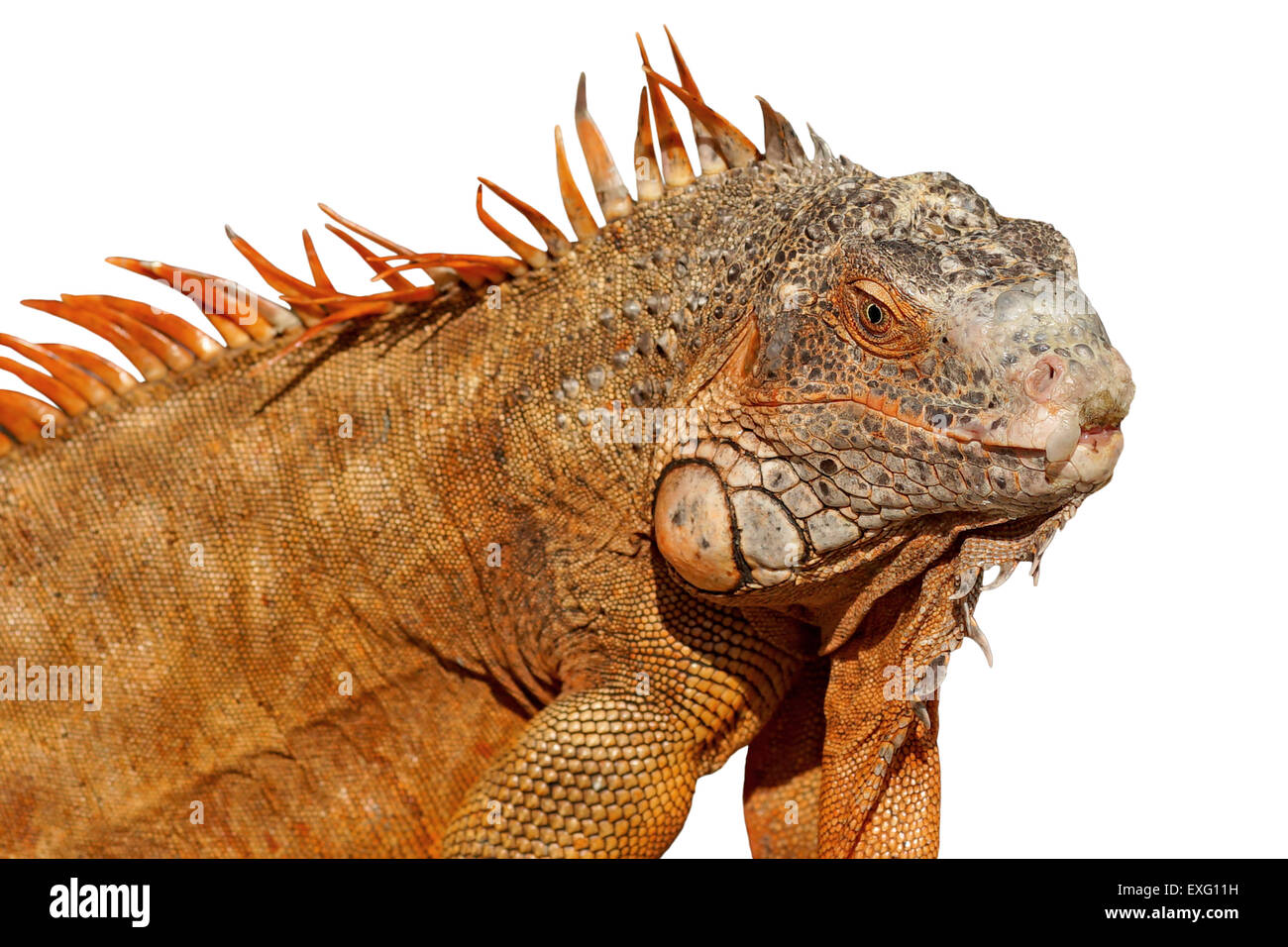 red iguana isolated on white background Stock Photo - Alamy