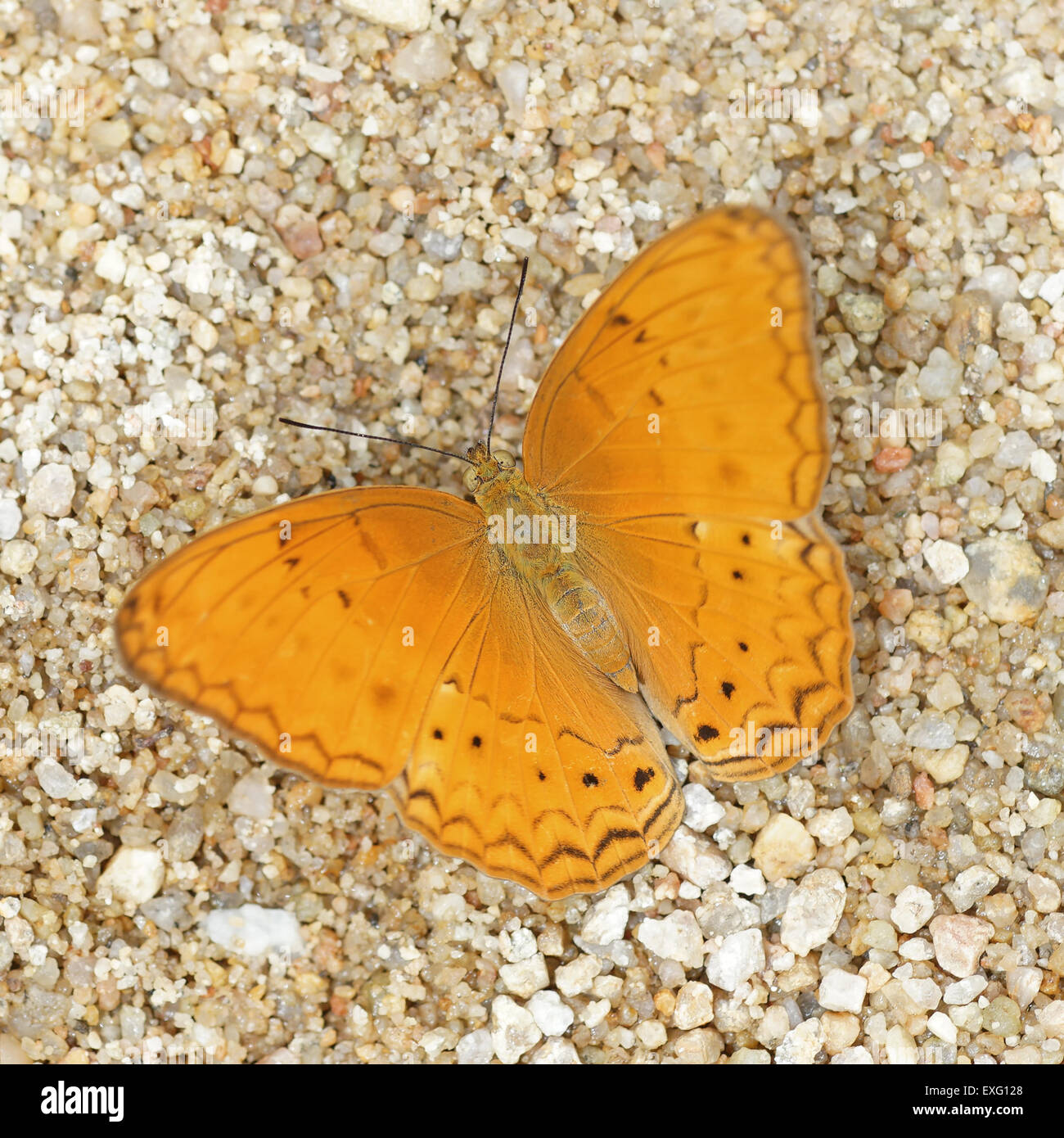 Beautiful pest hi-res stock photography and images - Alamy