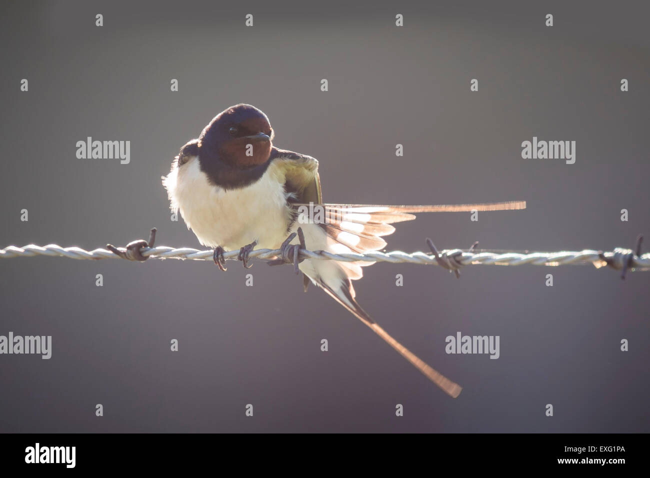 Barn Swallow (Hirundo rustica) bird spreads his wings while resting on ...