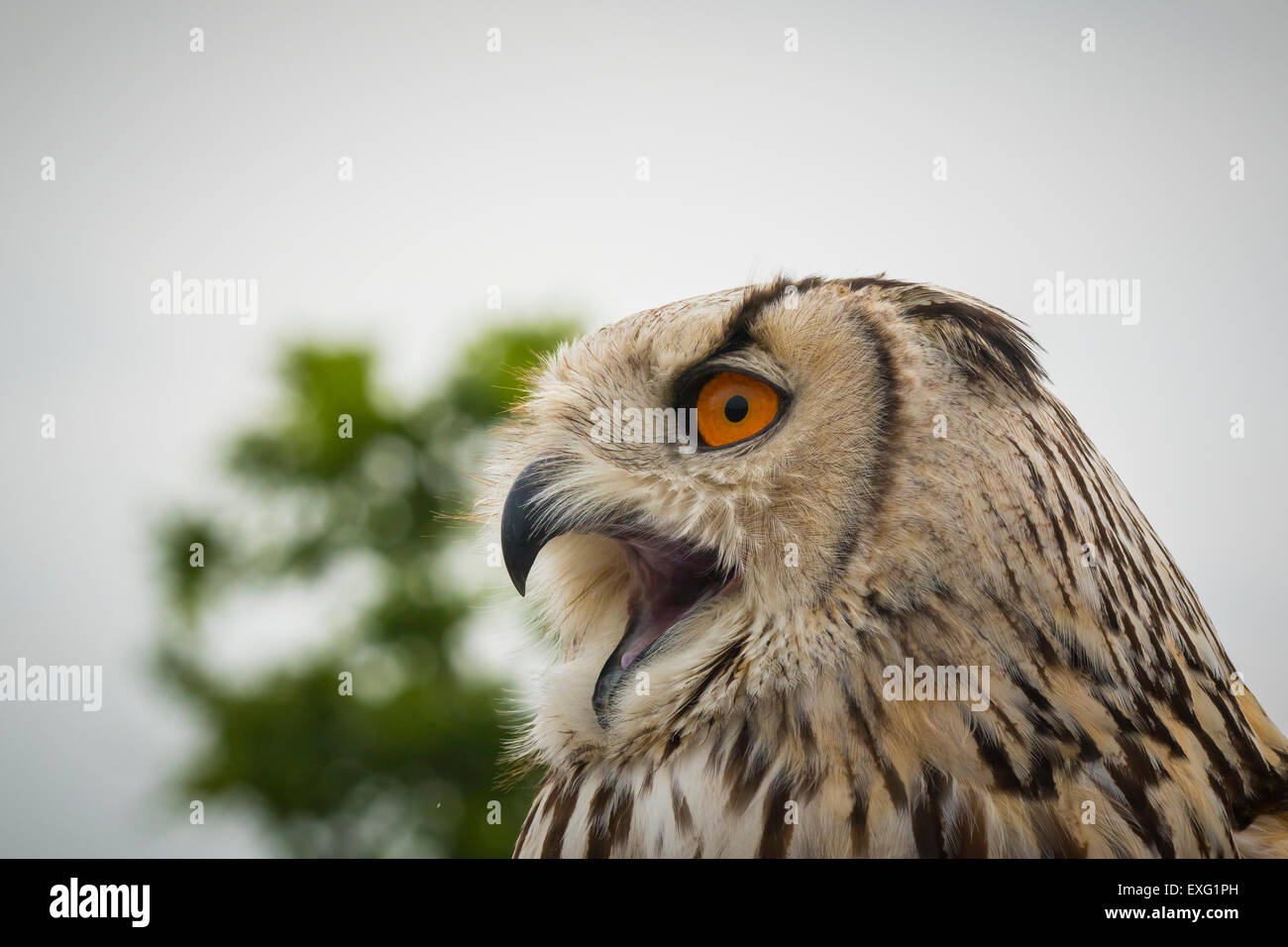 Close-up of a Indian eagle-owl screaming Stock Photo - Alamy