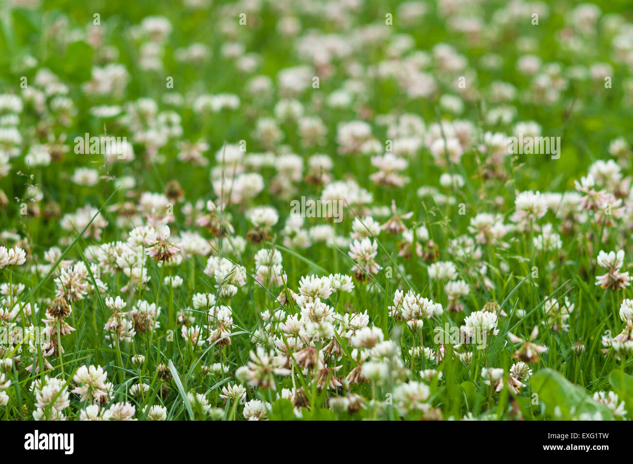 Trefoil clover hi-res stock photography and images - Alamy