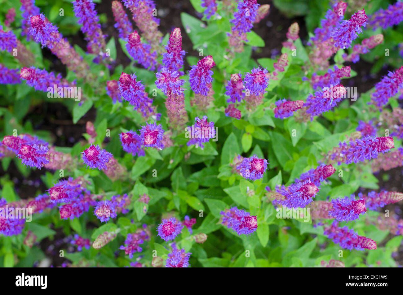 Purple and blue Lupinus (lupin, lupine) flowers field overlook Stock ...