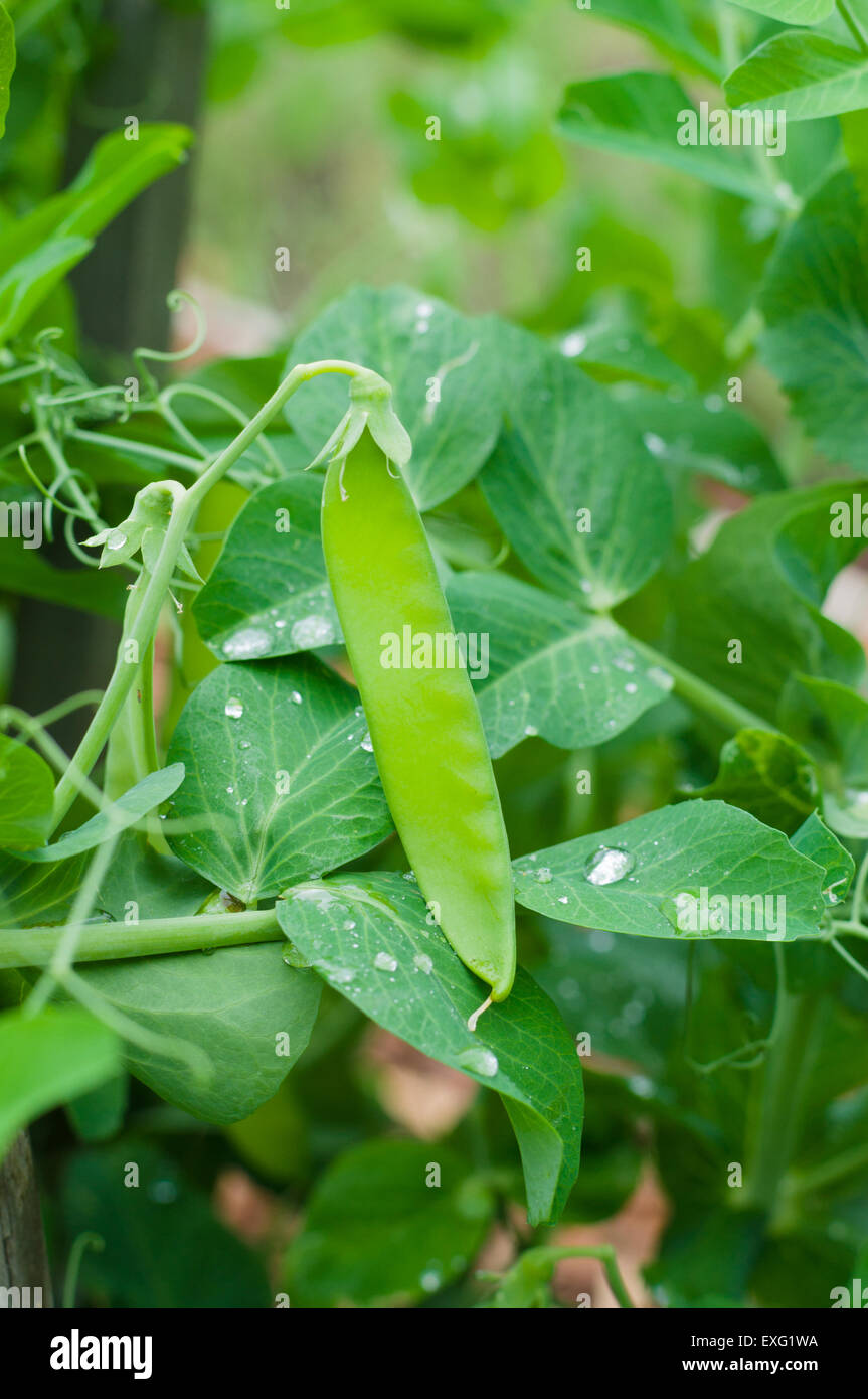 Garden pea plant seed pod hi-res stock photography and images - Alamy