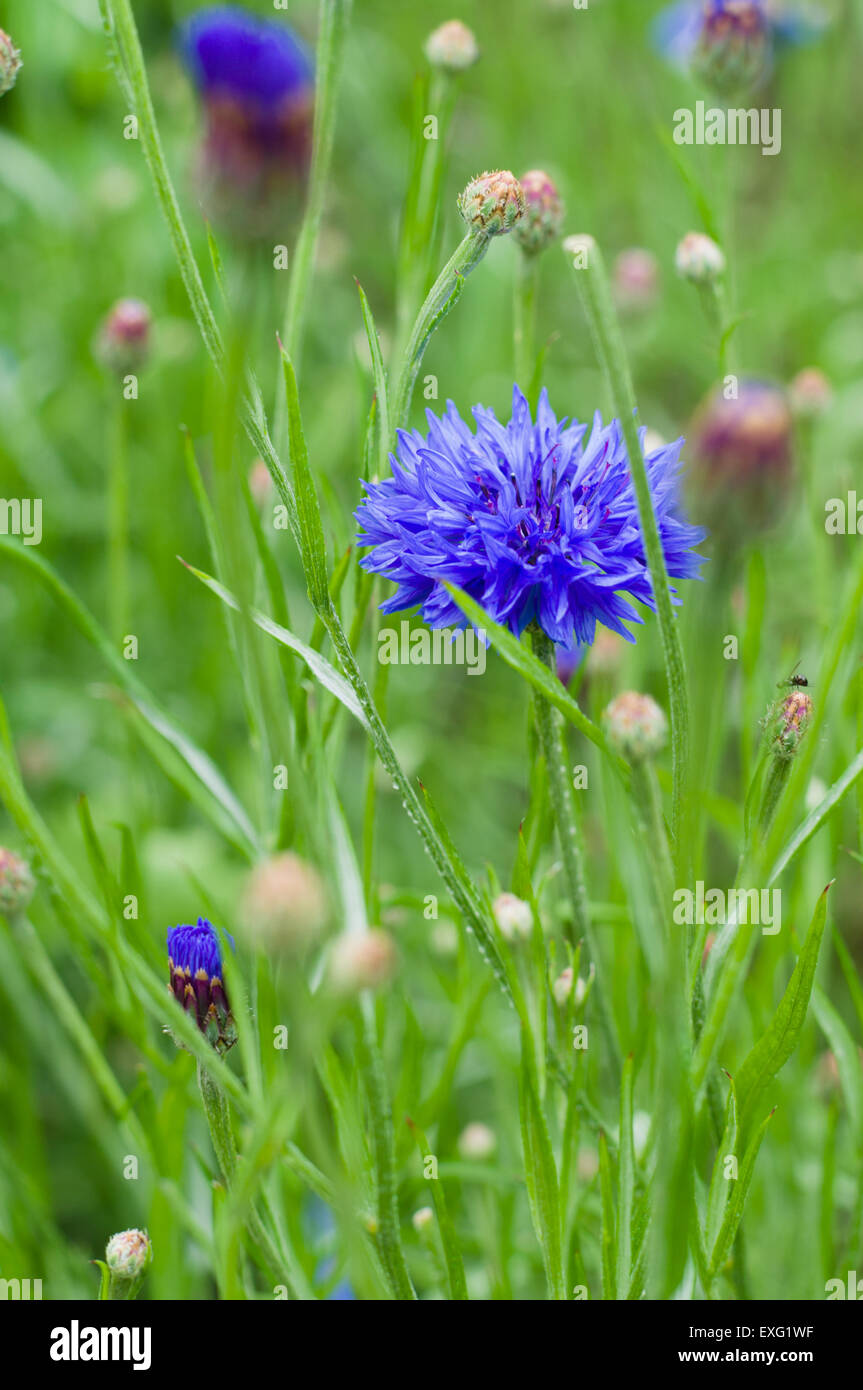 National flower of estonia hi-res stock photography and images - Alamy