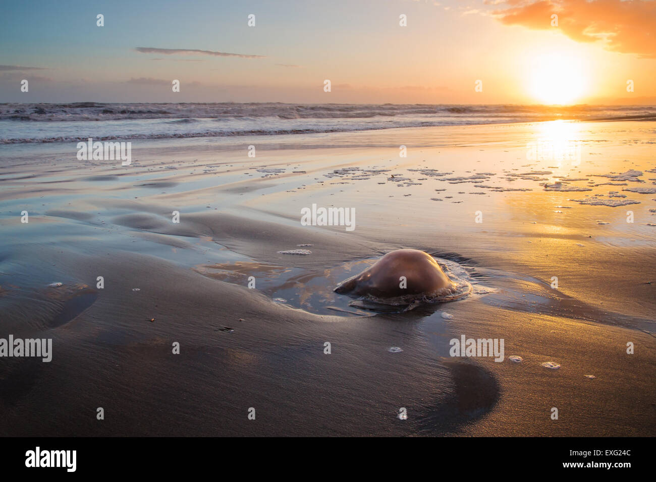 barrel jellyfish Rhizostoma Pulmo beached at sunset on a sandy beach ...