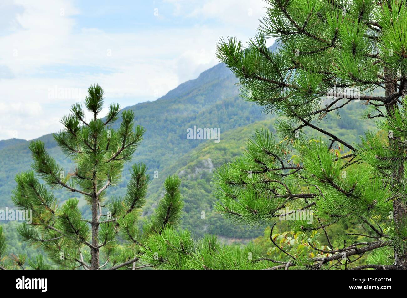 Mountain landscape evergreen trees hi-res stock photography and images ...