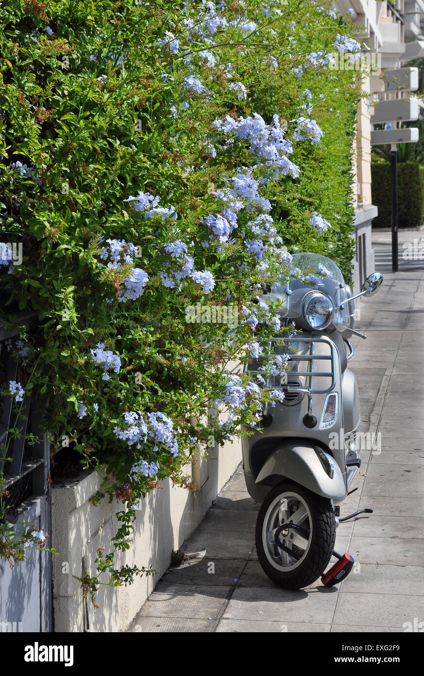 motorbike under the bush of blue flowers in Nice, France Stock Photo ...