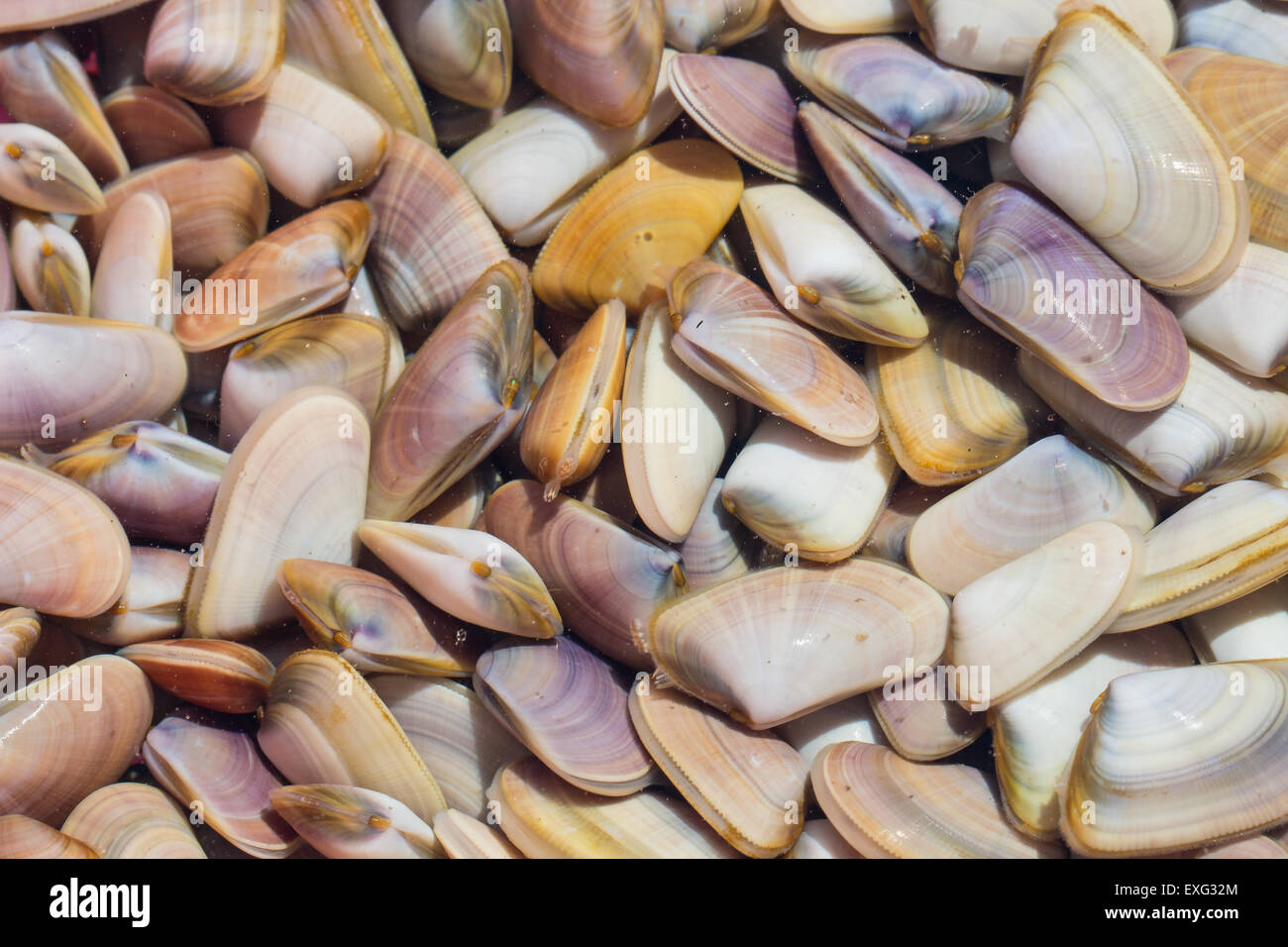 thousands of Abrupt Wedge Shells in a container full of sea water after ...