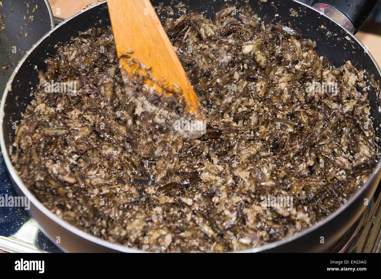 Unusual insects hi-res stock photography and images - Alamy