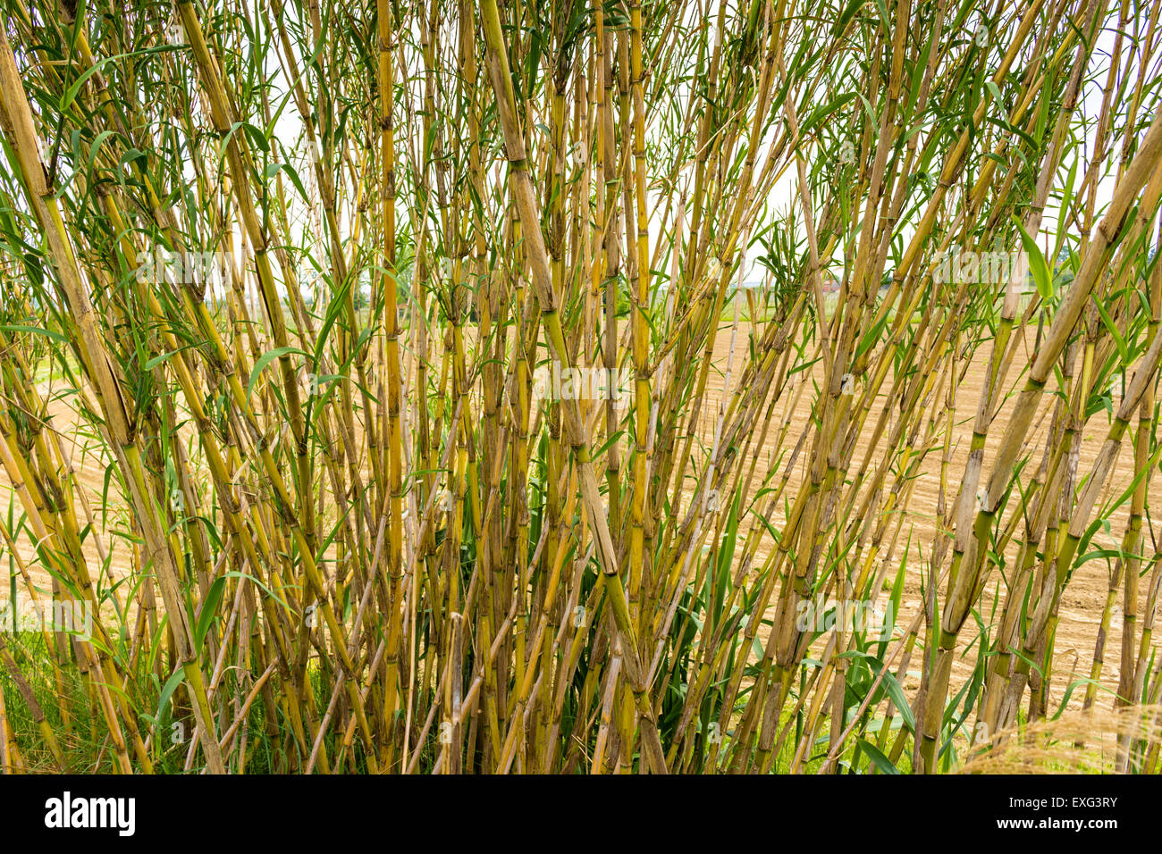 Giant canes hi-res stock photography and images - Alamy
