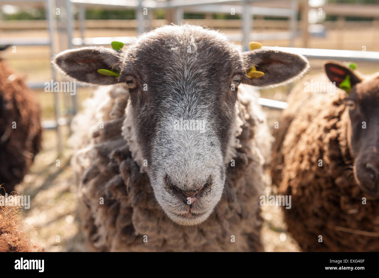 Grey and dark brown black Shetland sheep ready waiting in pen to be ...