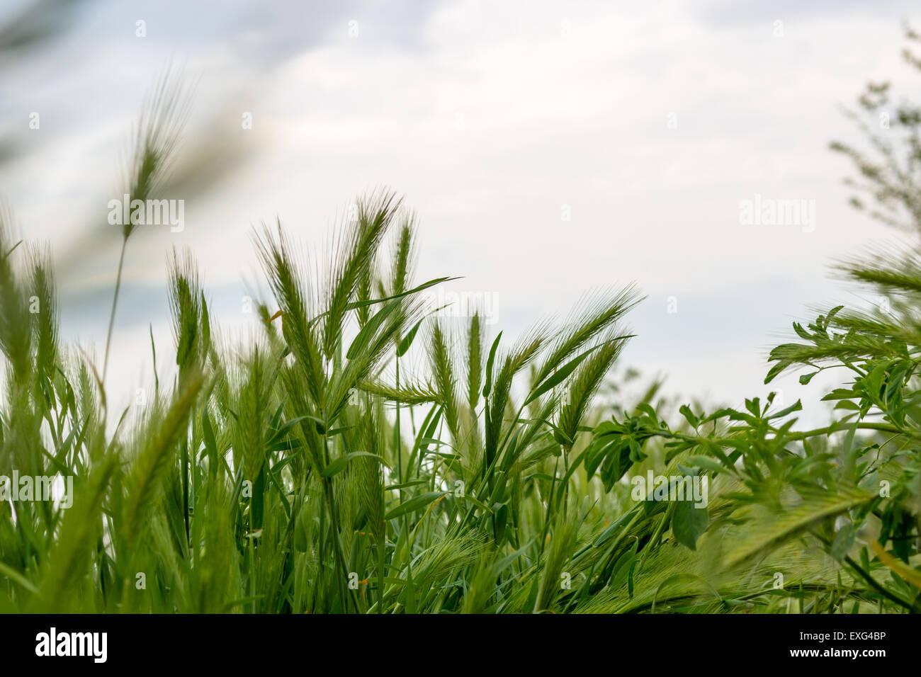 Foxtail or spear grass on green weeds Stock Photo - Alamy
