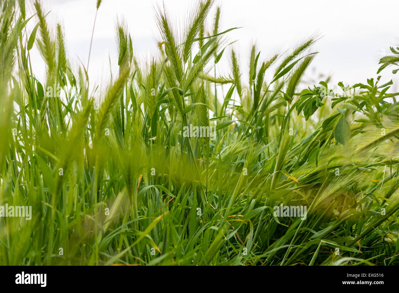 Spear grass hi-res stock photography and images - Alamy