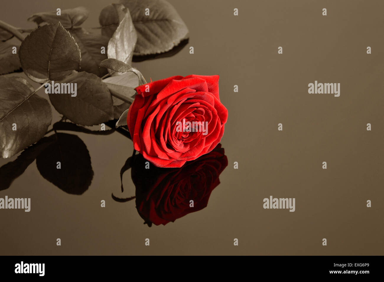 Single red rose lying down hi-res stock photography and images - Alamy