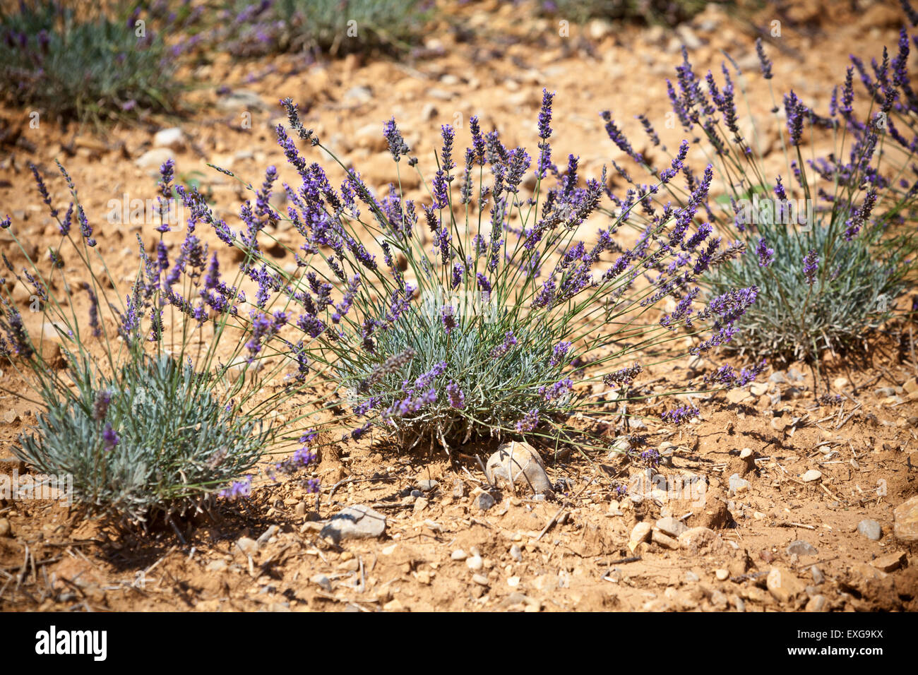 Macro shot purple lavender hi-res stock photography and images - Alamy