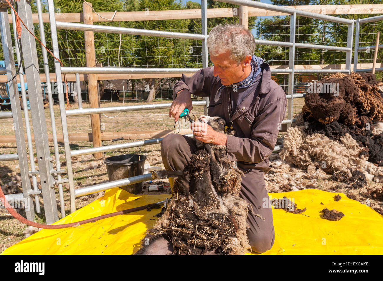Sheep in wellies hi-res stock photography and images - Alamy