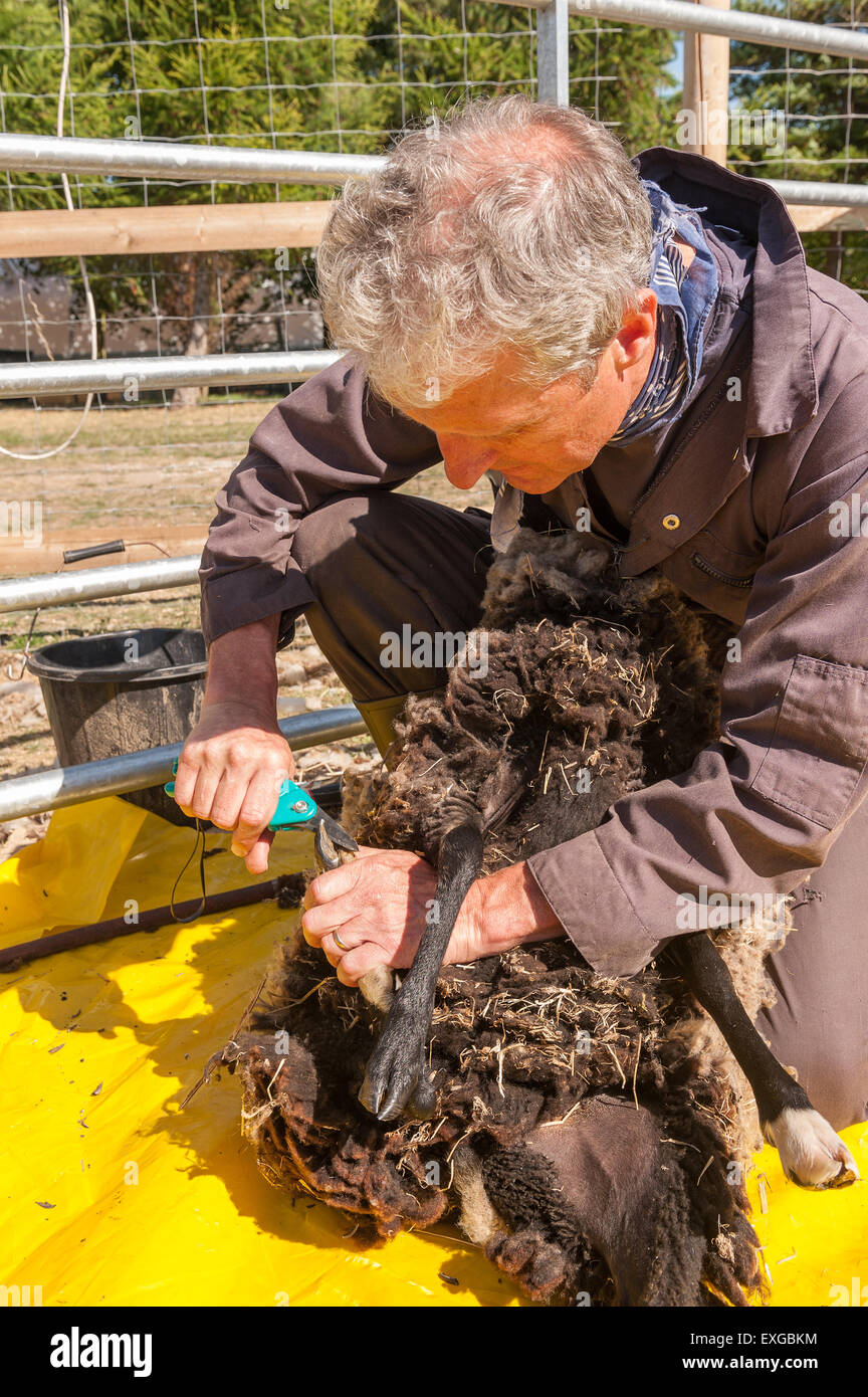 Sheep in wellies hi-res stock photography and images - Alamy