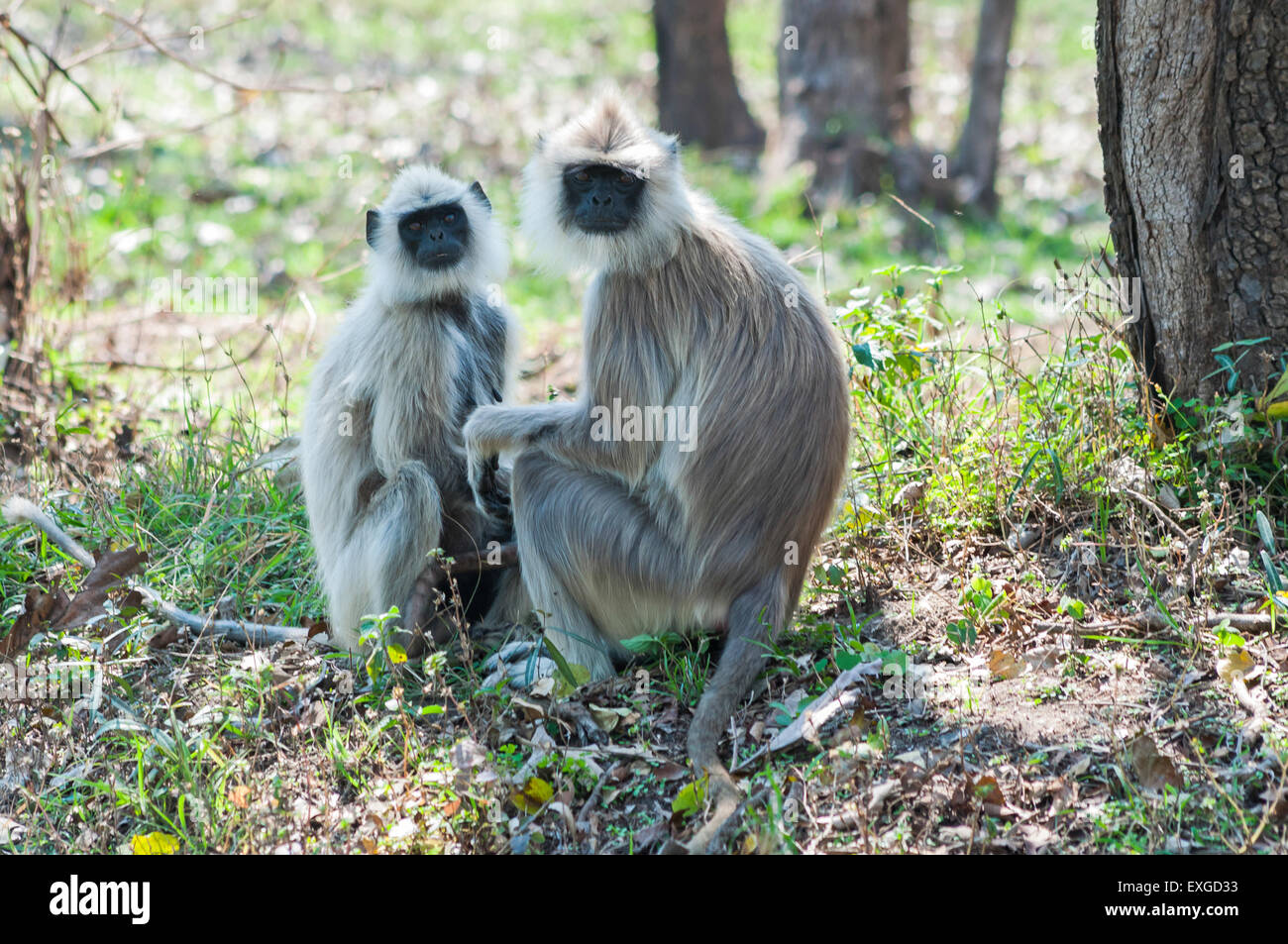 Indian Gray Langurs Stock Photo - Alamy
