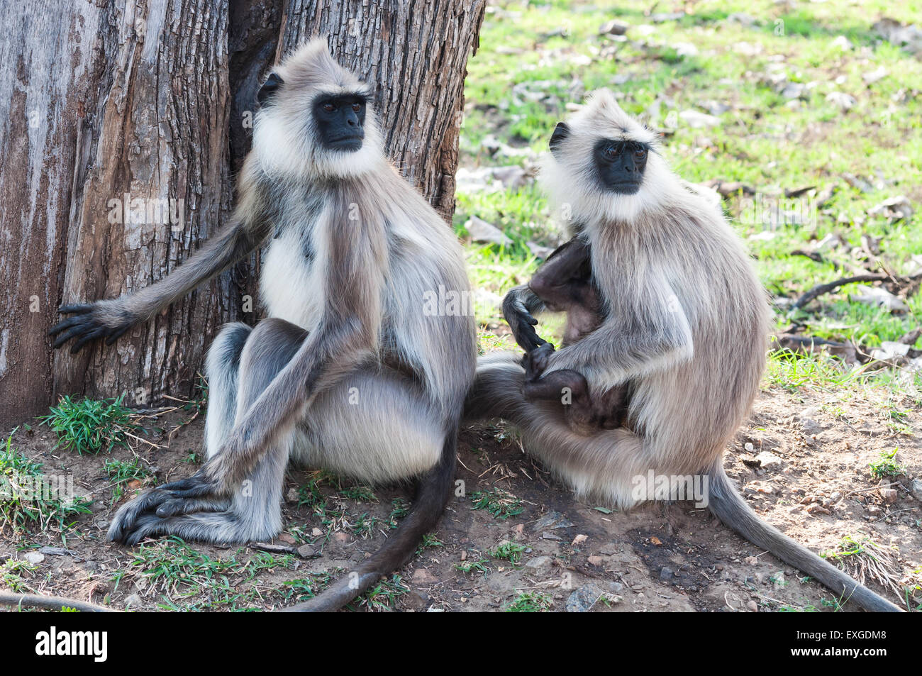 Indian Gray Langurs Stock Photo - Alamy