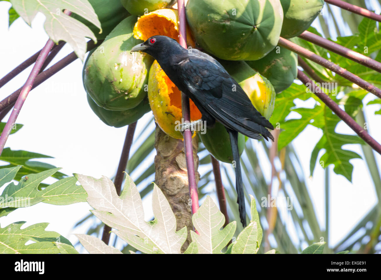 Indian koel hi-res stock photography and images - Alamy