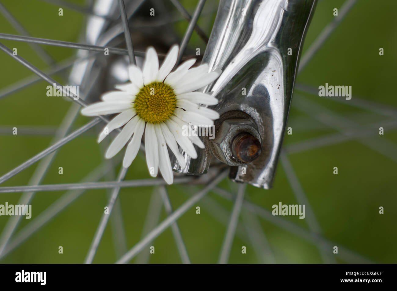 Daisy And Bicycle Stock Photo - Alamy
