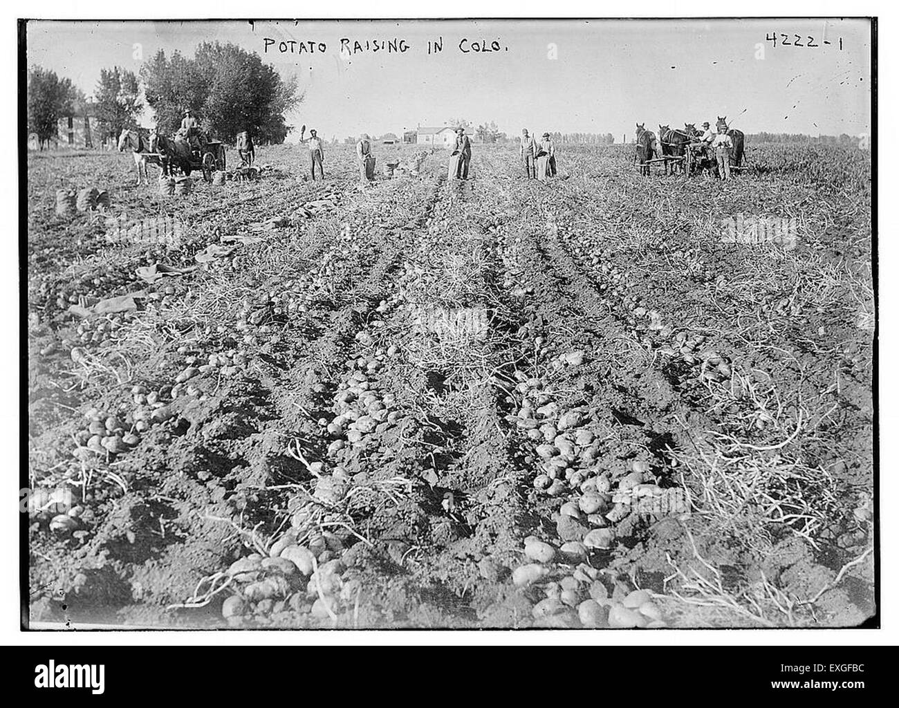 This image showcases the practice of potato farming in Colorado ...