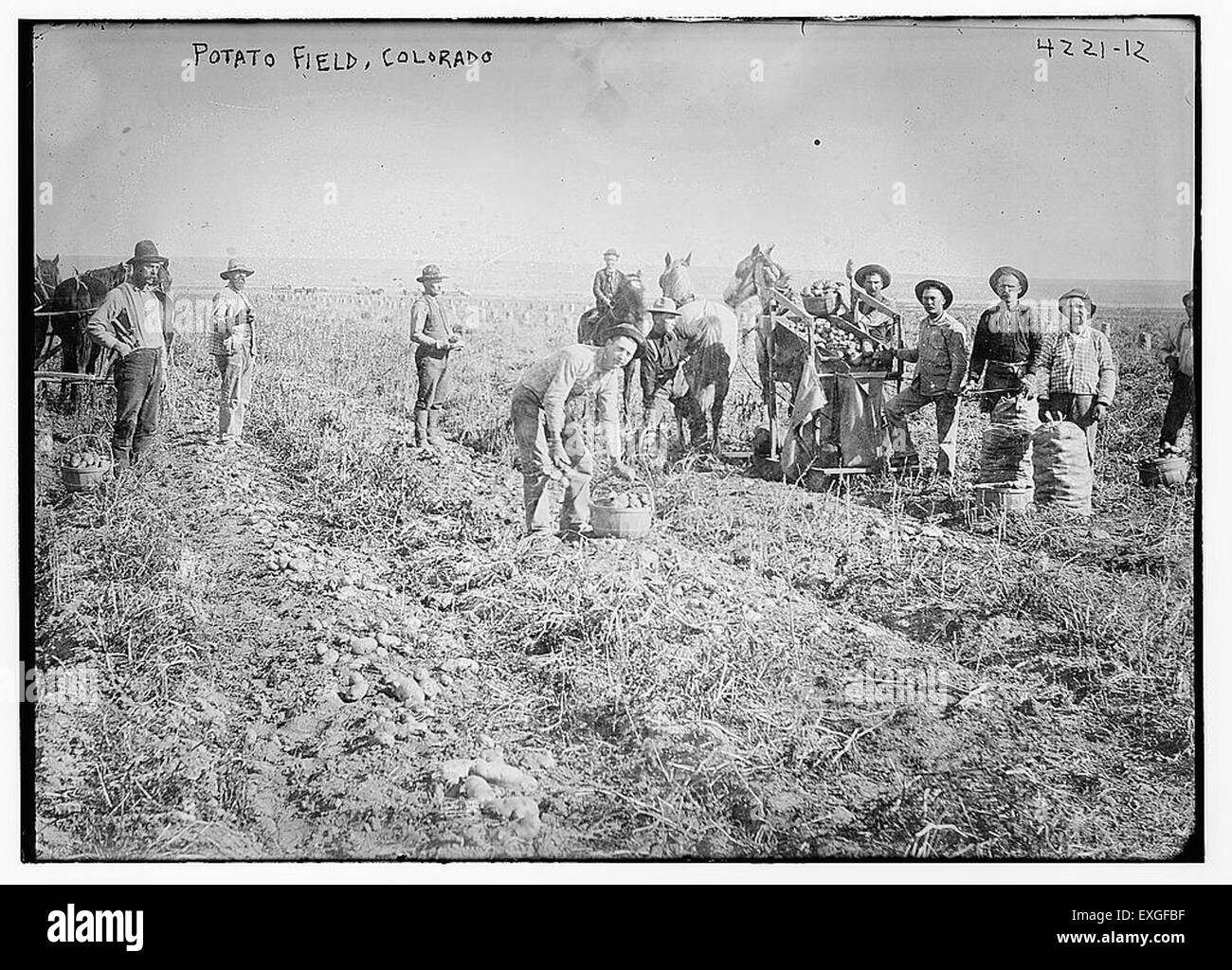 A vast potato field in Colorado showcases the region’s agricultural ...