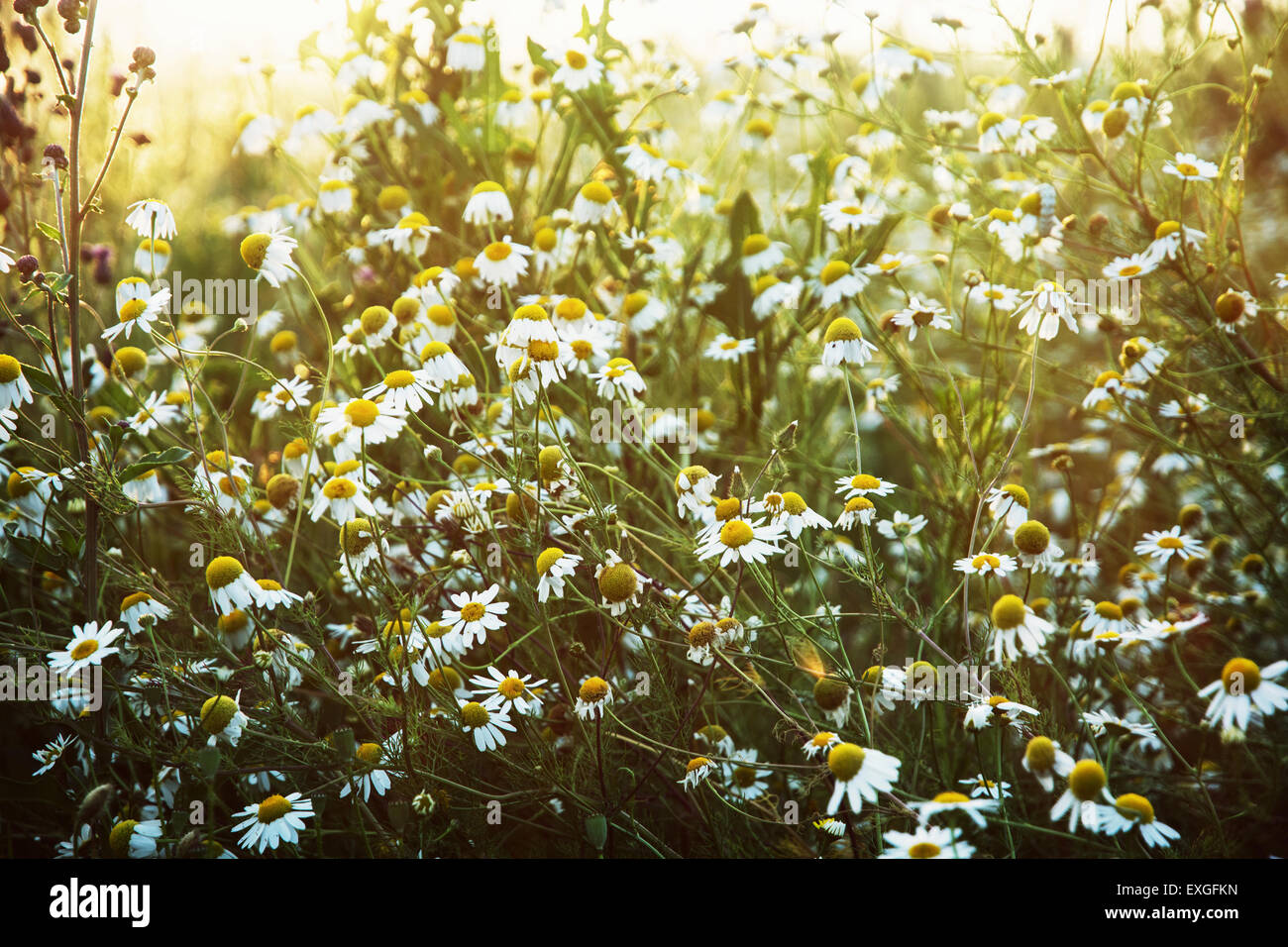 Daisy meadow in sunset. Flowers in the back light. Seasonal theme Stock ...