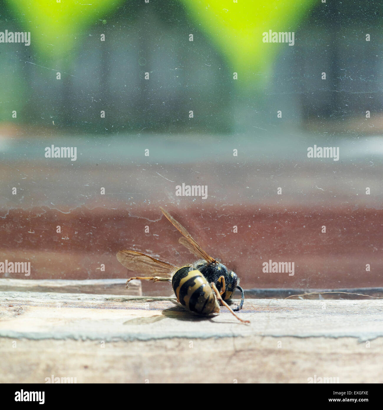 Wasp window hi-res stock photography and images - Alamy