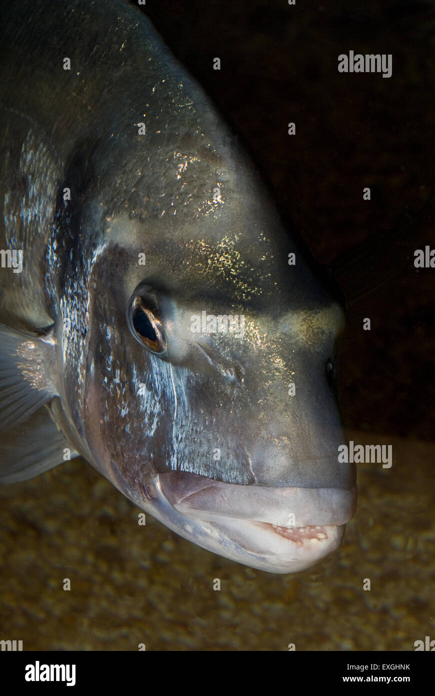 Gilthead seabream, Sparus aurata, Sparidae, Mediterranean Sea Stock ...