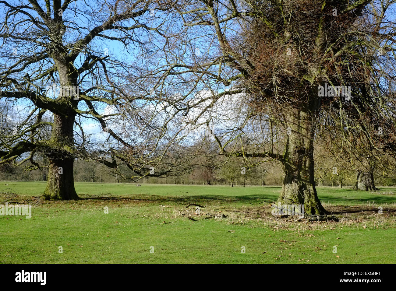 Trees in parkland Stock Photo - Alamy