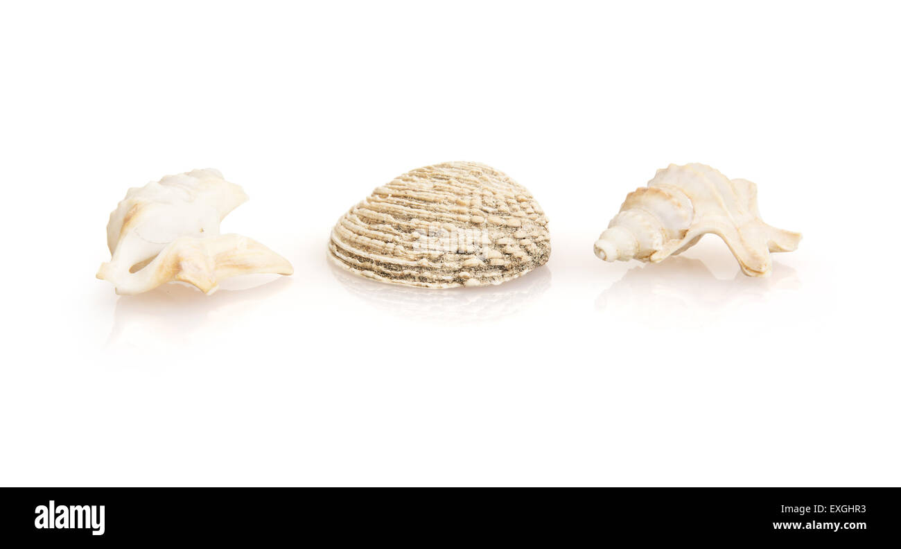 Three beautiful sea shells with reflection isolated on the white ...