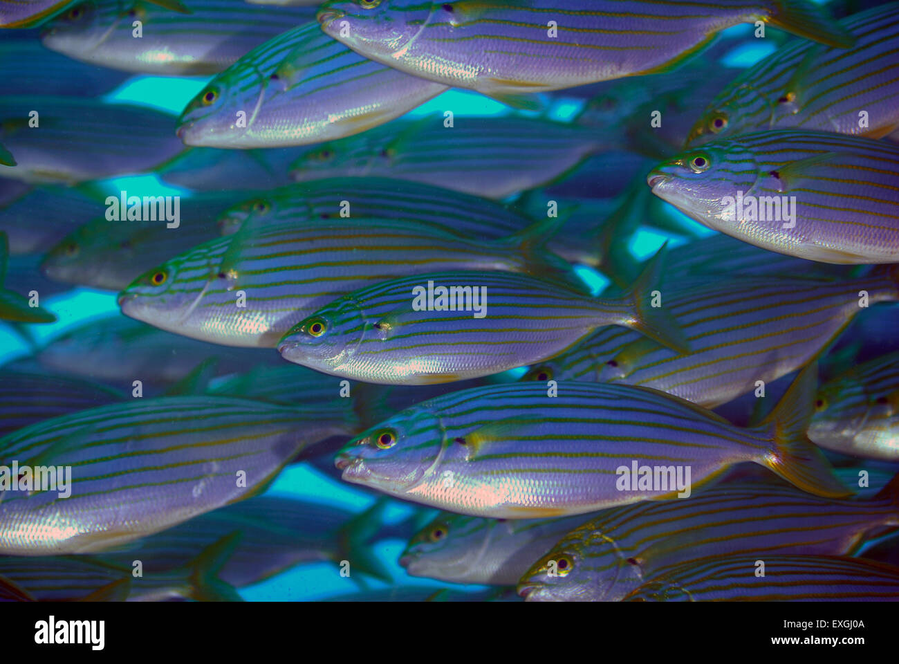 Sarpa salpa salema hi-res stock photography and images - Alamy