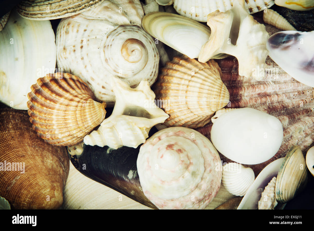 Background of various sea shells. Summer holiday Stock Photo - Alamy
